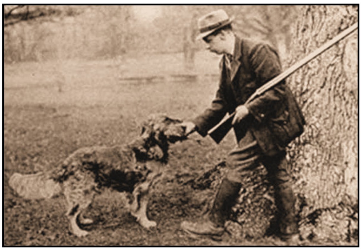 National Golden Retriever Council – Golden Retrievers Australia